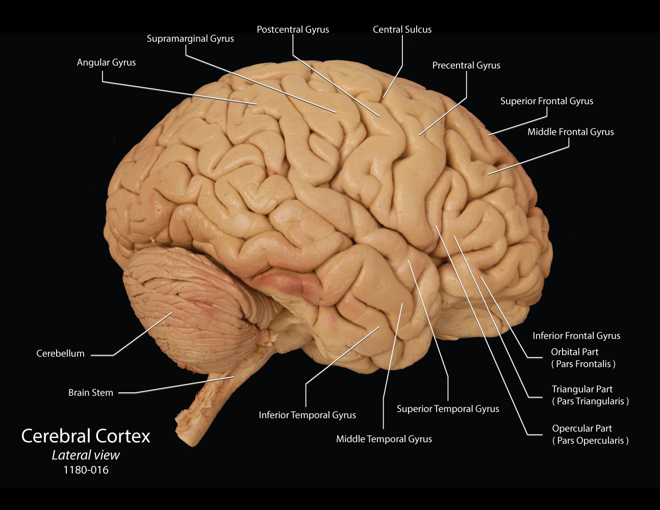 Anatomy Of Cerebrum Images And Photos Finder Anatomy Of Cerebrum Images And Photos Finder